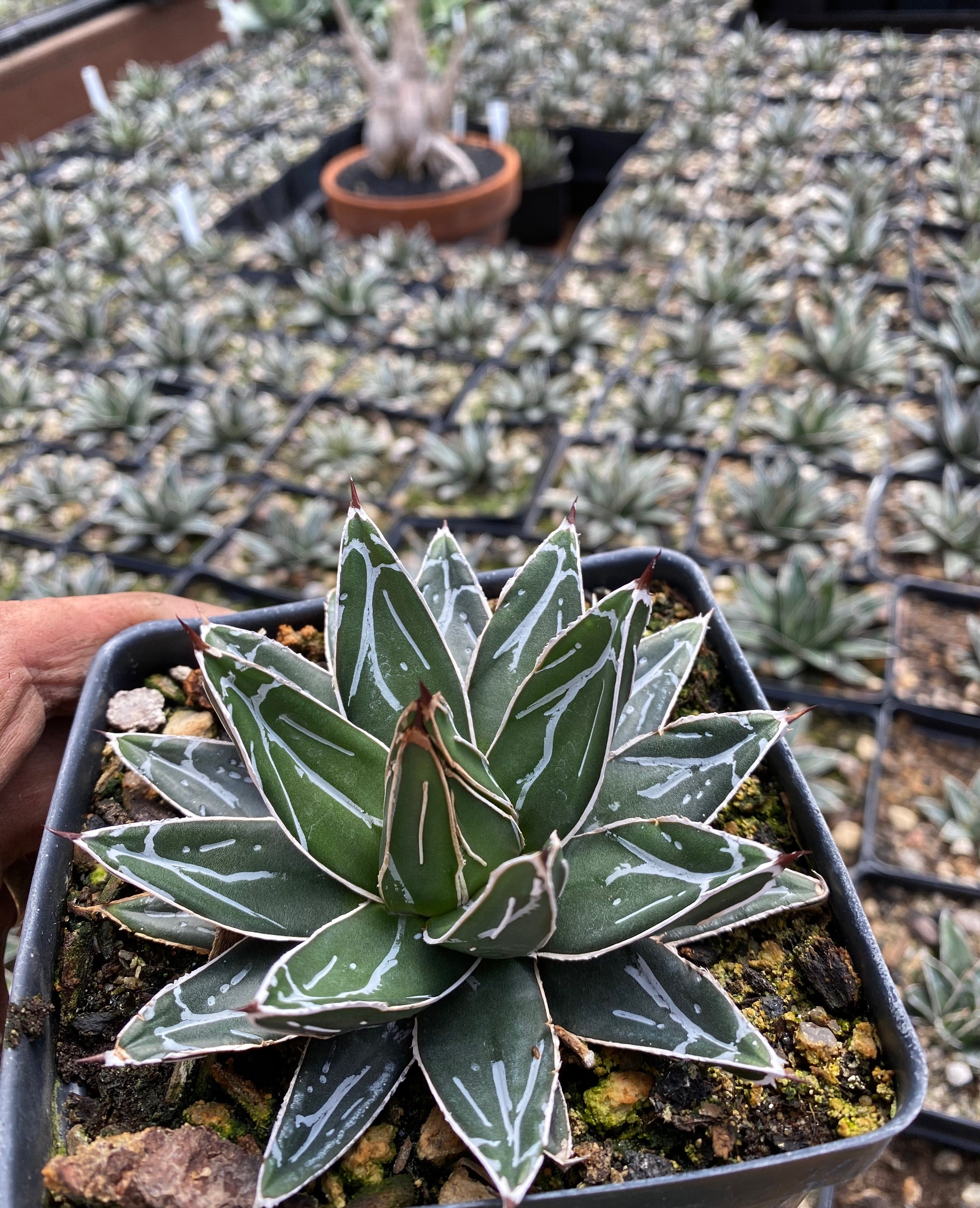 Pearl Beauty E-Gift Cards – Pearl Beauty Cosmetics